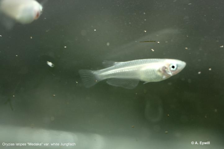 O. latipes medaka white jf04 | medaka projekt メダカプロジェクト