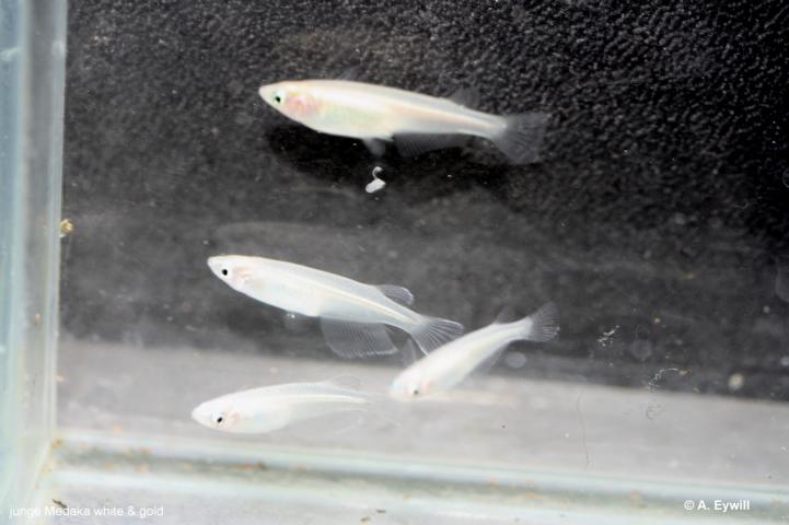 (Zuchtbuch) Medaka „White“ update 08.08.2015 | medaka projekt メダカプロジェクト