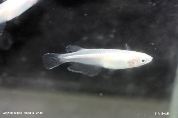 (Zuchtbuch) Medaka „White“ update 08.08.2015 | medaka projekt メダカプロジェクト