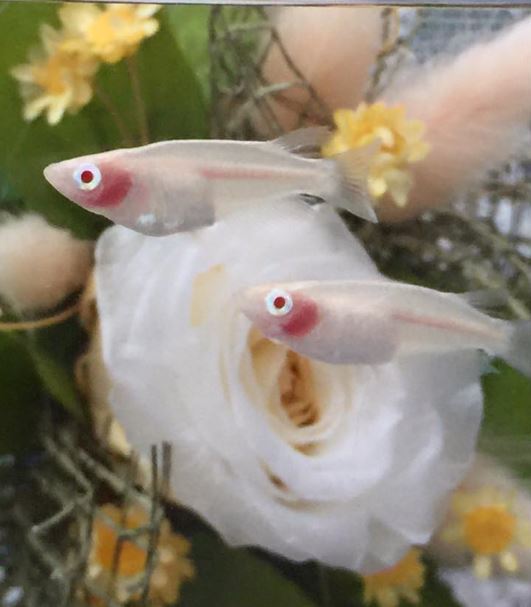 Medaka „Albino transparent scales“ Japan Züchtung | medaka projekt メダカ ...