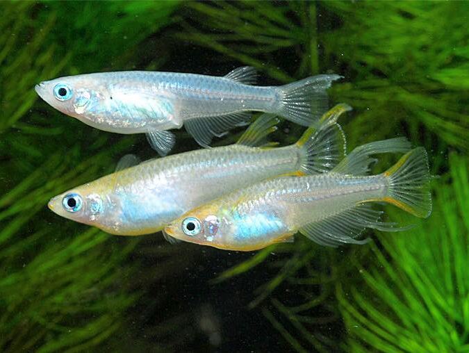 Medaka „Blue & amber swallow“ | medaka projekt メダカプロジェクト