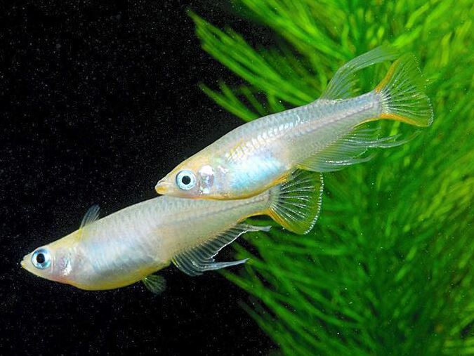 Medaka „Blue & amber swallow“ | medaka projekt メダカプロジェクト