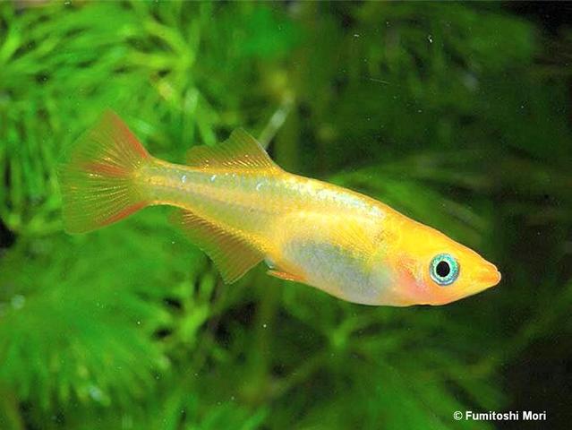 Medaka „bright golden“ Japan Züchtung | medaka projekt メダカプロジェクト