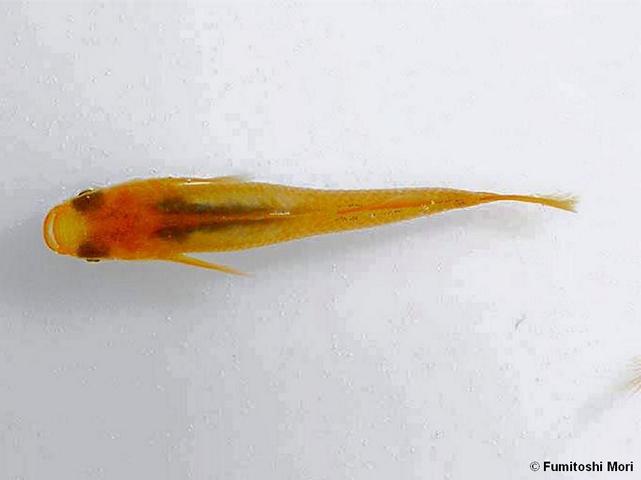 Medaka „bright golden“ Japan Züchtung | medaka projekt メダカプロジェクト