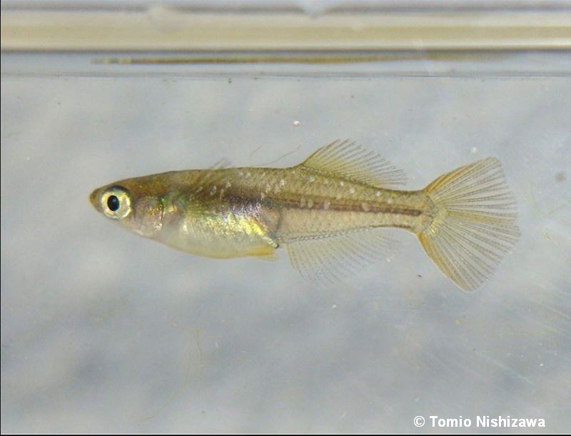 Medaka „Hikari Miknokei Golden lame“ Japan Züchtung | medaka projekt ...