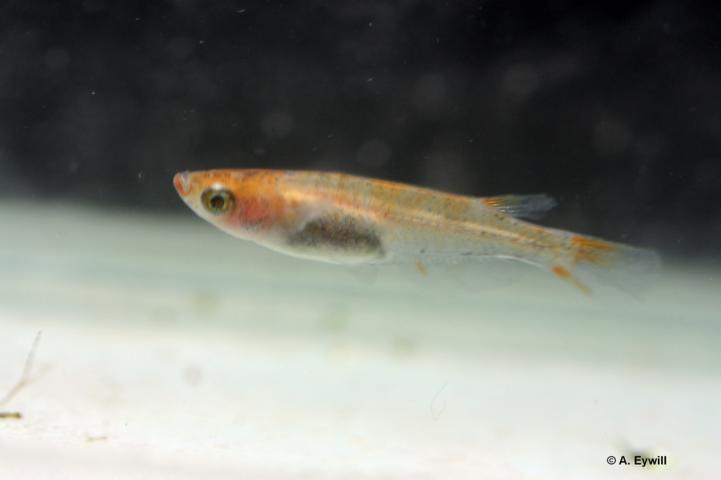 (Zuchtbuch) Medaka „Botan – tricolor“ | medaka projekt メダカプロジェクト