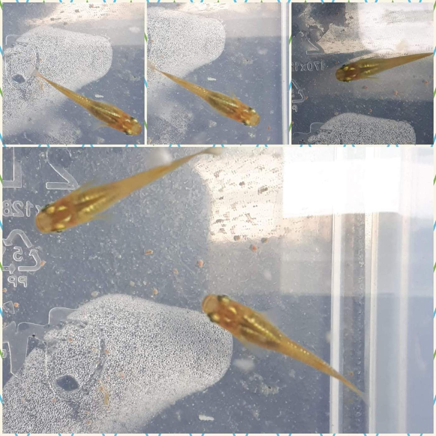 Medaka „Green lame“ | medaka projekt メダカプロジェクト