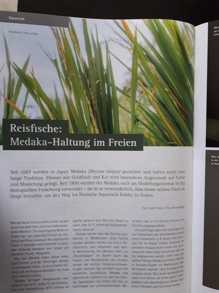 vda3 | medaka projekt メダカプロジェクト