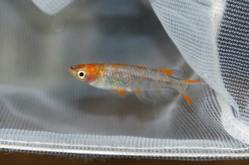 Uji tri color | medaka projekt メダカプロジェクト