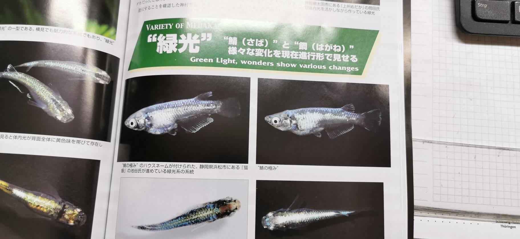 green light | medaka projekt メダカプロジェクト